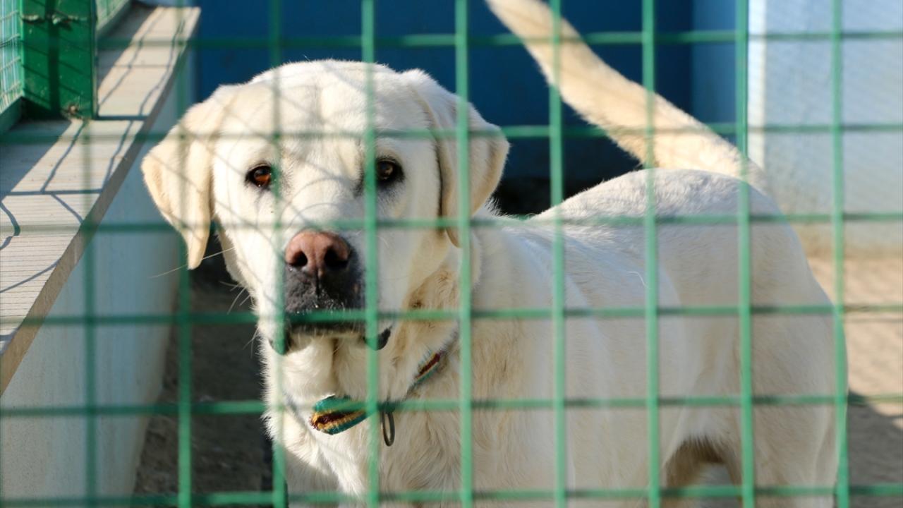 Akbaş çoban köpekleri mikroçiple takip edilecek | TRT Haber Foto Galeri