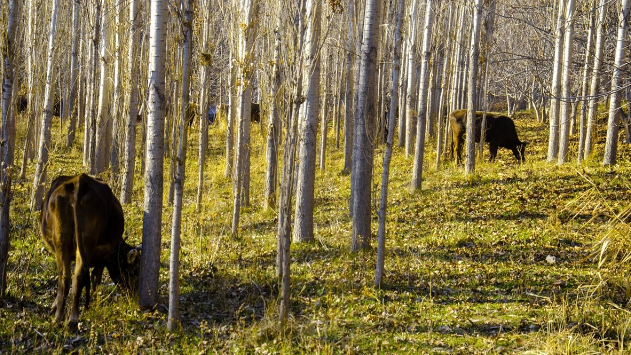 Erzurum'un Liksor Kanyonu dağcıları ağırladı | TRT Haber Foto Galeri