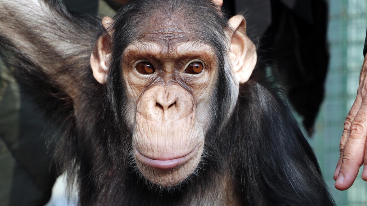 Gaziantep Hayvanat Bahçesi'nin maskotu şempanze: Can | TRT Haber Foto ...