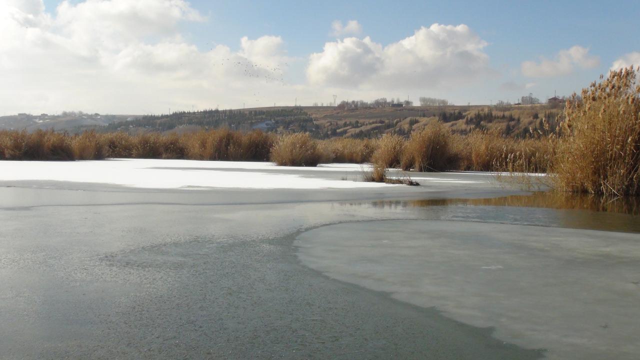Ahlat’taki kuş cenneti dondu | TRT Haber Foto Galeri