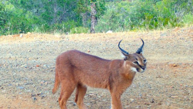 Nesli tükenmekte olan karakulaklar fotokapan ile görüntülendi - Son ...