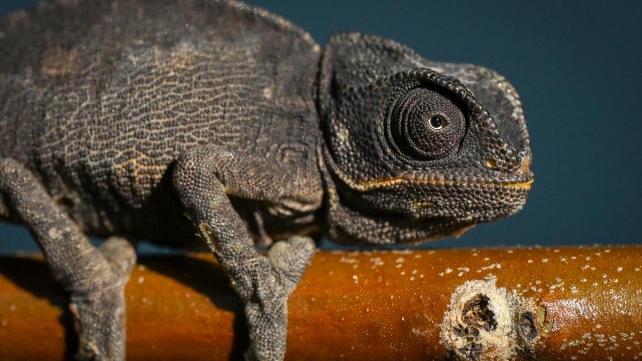 Van'da bitkin halde bulunan bukalemun korumaya alındı | TRT Haber Foto ...