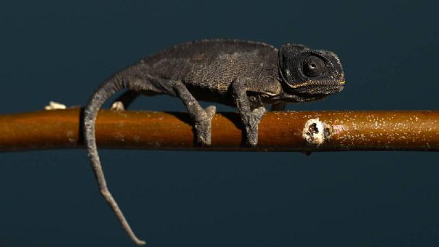 Okulun deposunda bitkin halde bulunan bukalemun korumaya alındı - Son ...