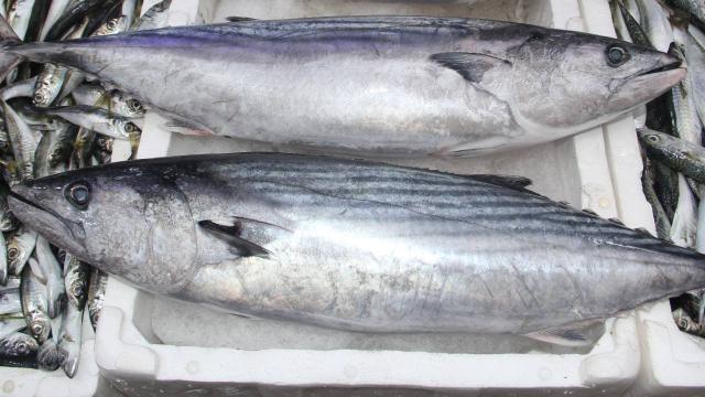 Sinop'ta balıkçıların ağlarına 6 kilogramlık torik takıldı - Son Dakika ...