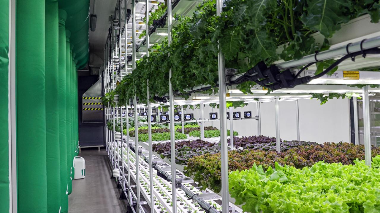 Dikey tarım yüksek su tasarrufu ve minimum karbon salımı sağlıyor | TRT ...