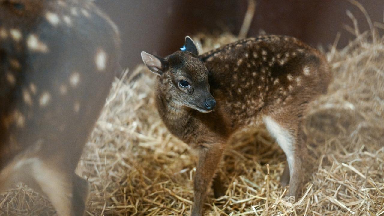 Nesli tükenmekte olan benekli sambar geyiği dünyaya geldi | TRT Haber ...