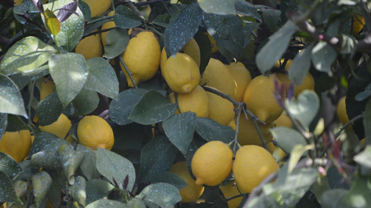 Hatay'da dalında kalan limonların toplanması çağrısı | TRT Haber Foto ...