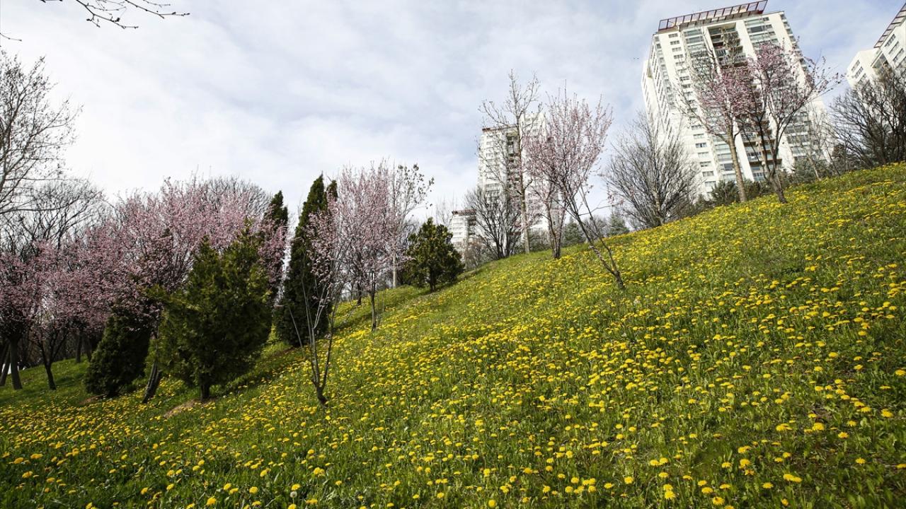 Ankara'da ilkbahar | TRT Haber Foto Galeri