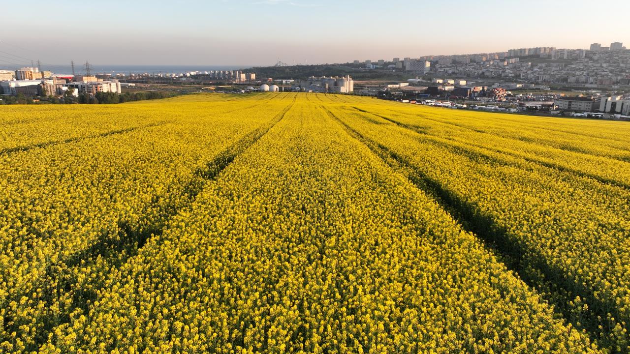İstanbul’da kanola tarlaları sarıya boyandı | TRT Haber Foto Galeri