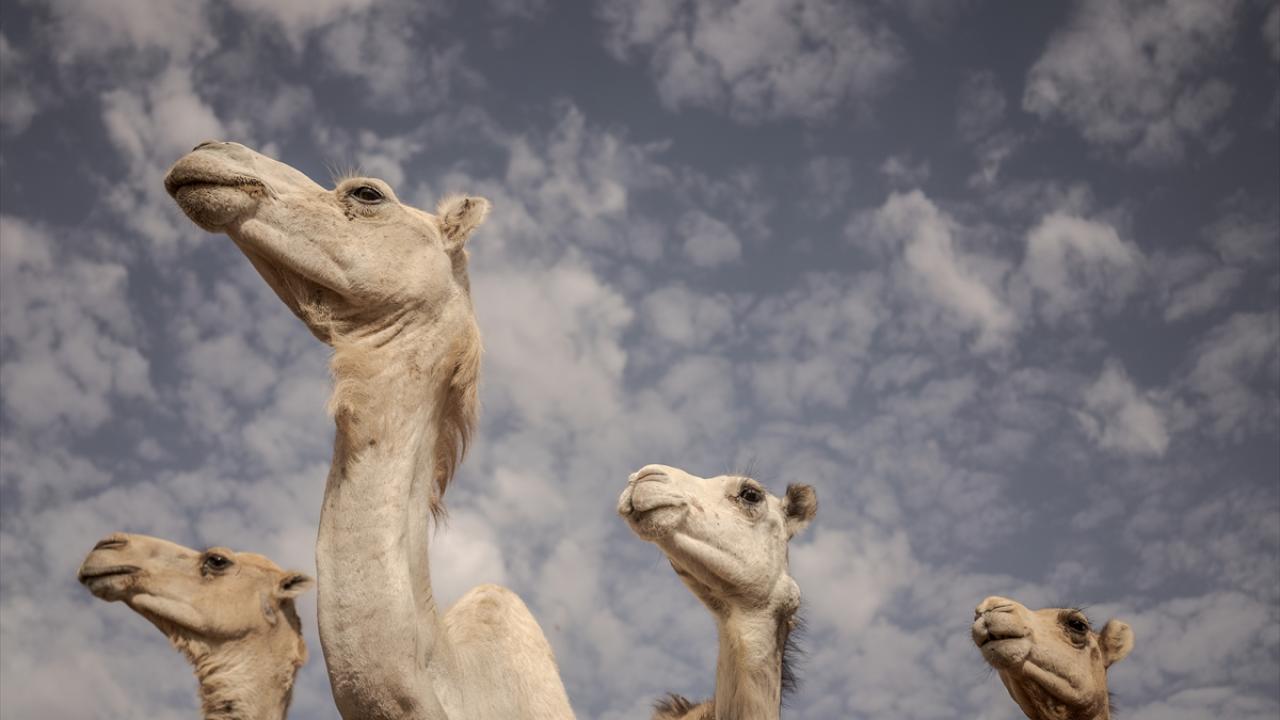 Moritanya'daki "Büyük Deve Pazarı" | TRT Haber Foto Galeri