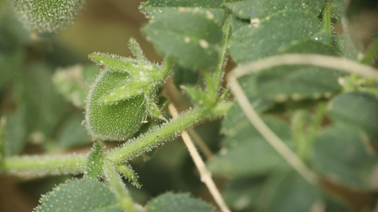 Antalya'da kuraklığa dayanıklı nohut türü geliştirildi | TRT Haber Foto ...