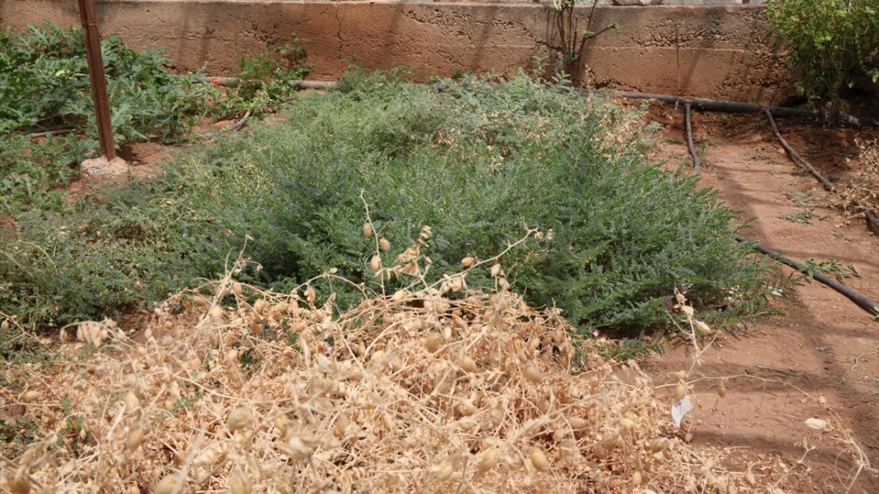 Antalya'da kuraklığa dayanıklı nohut türü geliştirildi | TRT Haber Foto ...