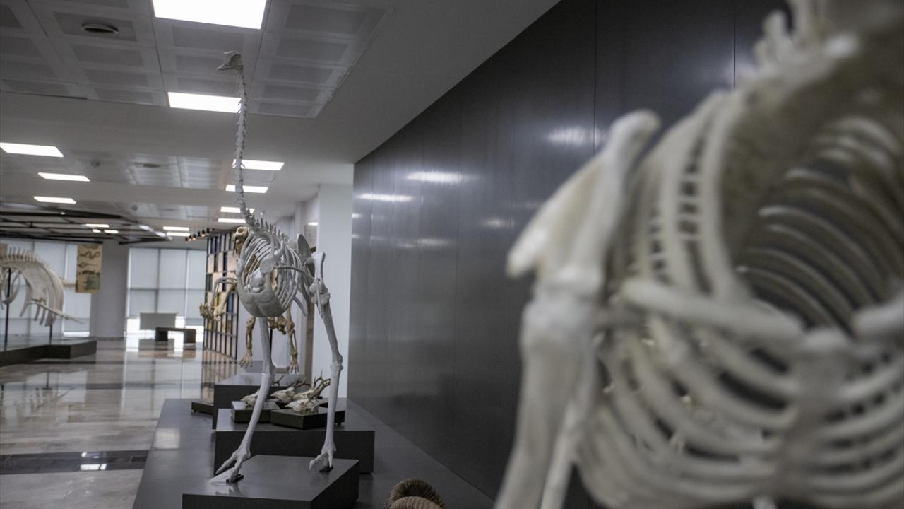 Biyoçeşitlilik Bilim Müzesi'nde milyonlarca yıllık fosiller ...
