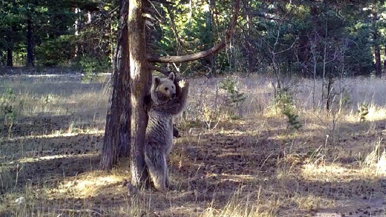 Kars'ta bozayıların kaşındığı ağaçlar ve çevresinde kesim yapılmayacak ...