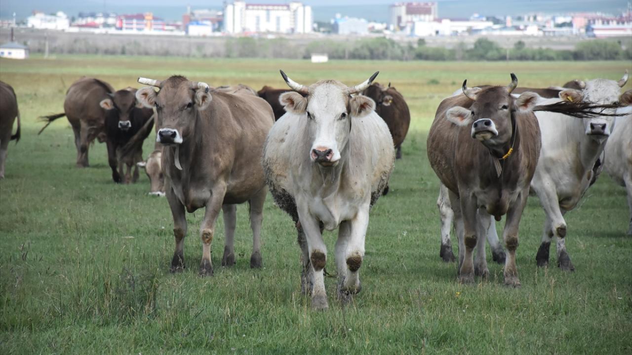 Nesli tükenmeye yüz tutan "Zavot" sığırı "tüp bebek" yöntemiyle koruma ...