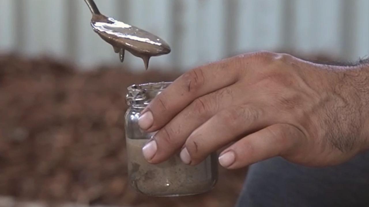 Köyceğiz'de sığla yağı üretimi başladı | TRT Haber Foto Galeri