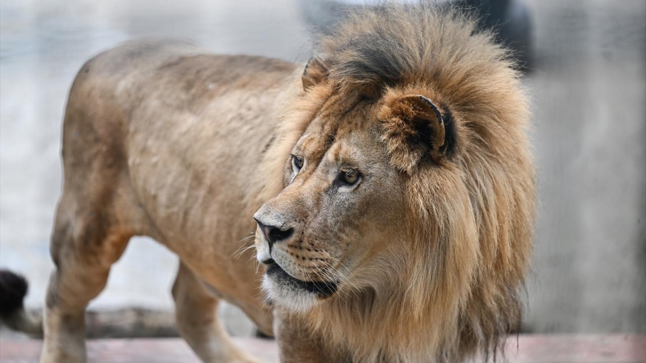 Bacaklarına platin takılan aslan çift türlerini devam ettirebilecek ...