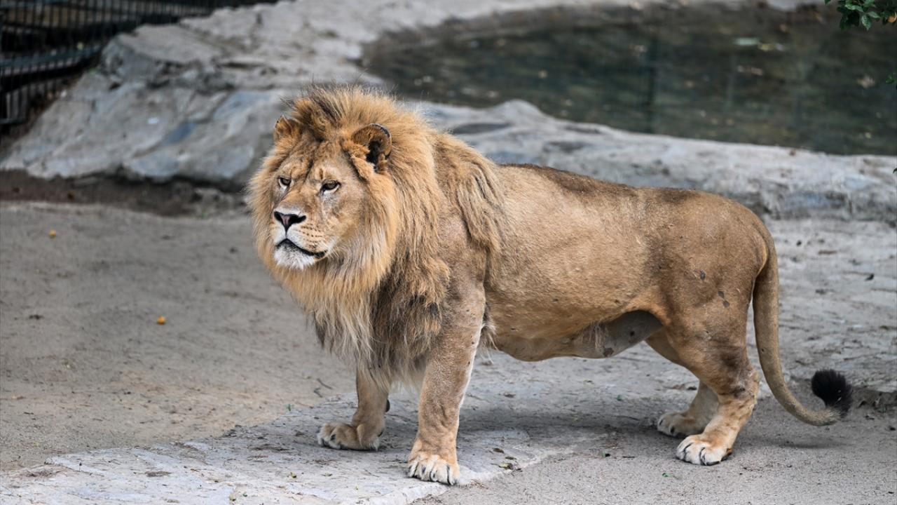 Bacaklarına platin takılan aslan çift türlerini devam ettirebilecek ...