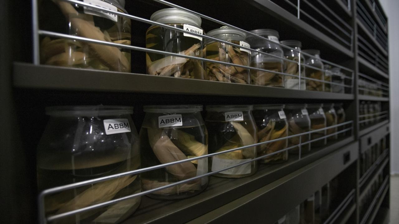 Akademisyenlerin 1970'li yıllarda topladığı balıklar müzede ...