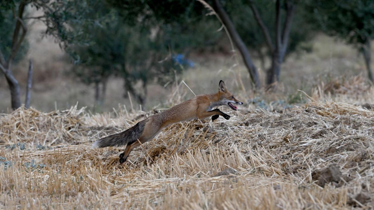 Yangın onları da etkiledi... | TRT Haber Foto Galeri