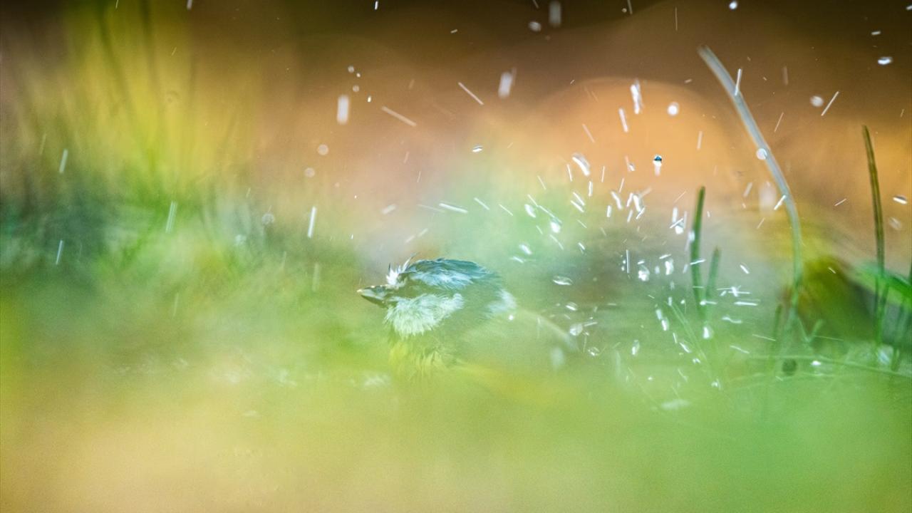 Ormanın küçük sakinleri | TRT Haber Foto Galeri