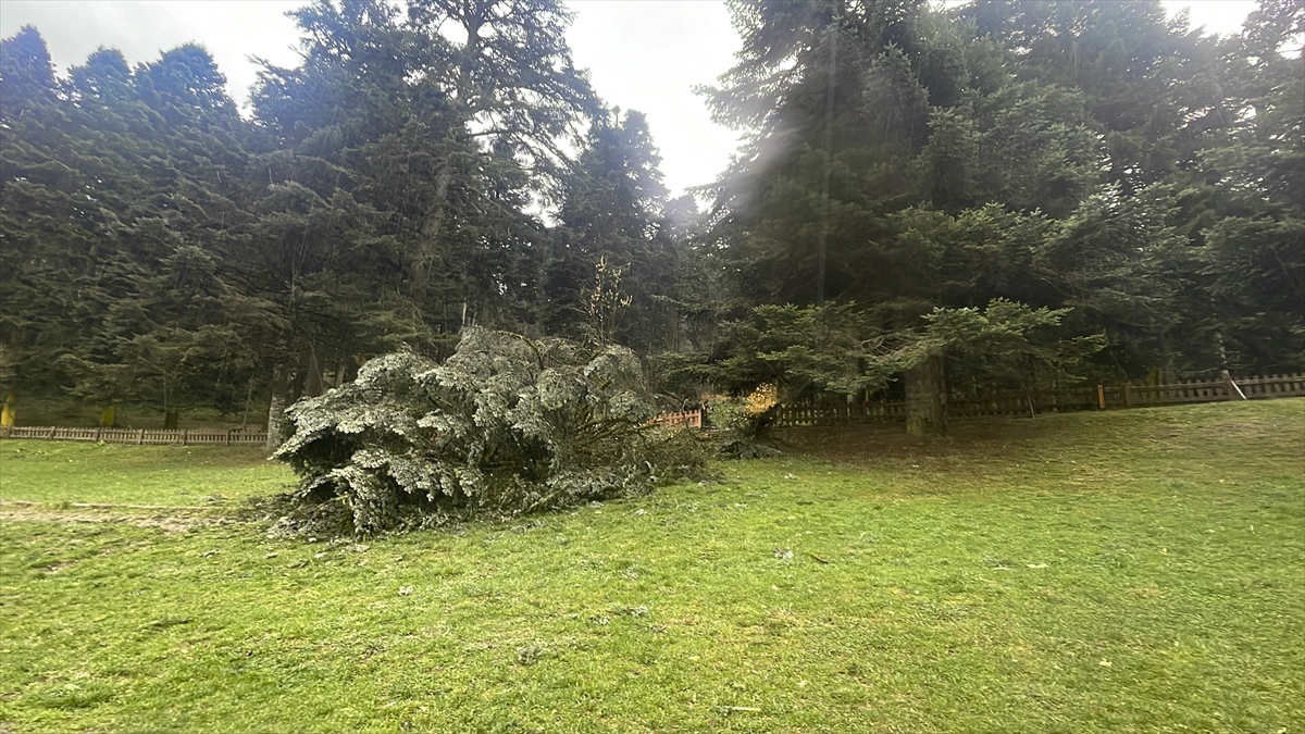 Kuvvetli rüzgar Gölcük Tabiat Parkı'nda ağaçları devirdi | TRT Haber ...