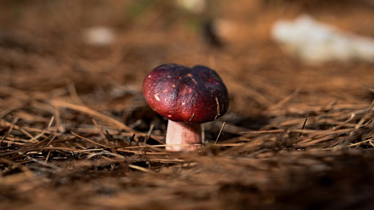 Doğada yetişen mantarlar konusunda doğru bilinen yanlışlar | TRT Haber ...