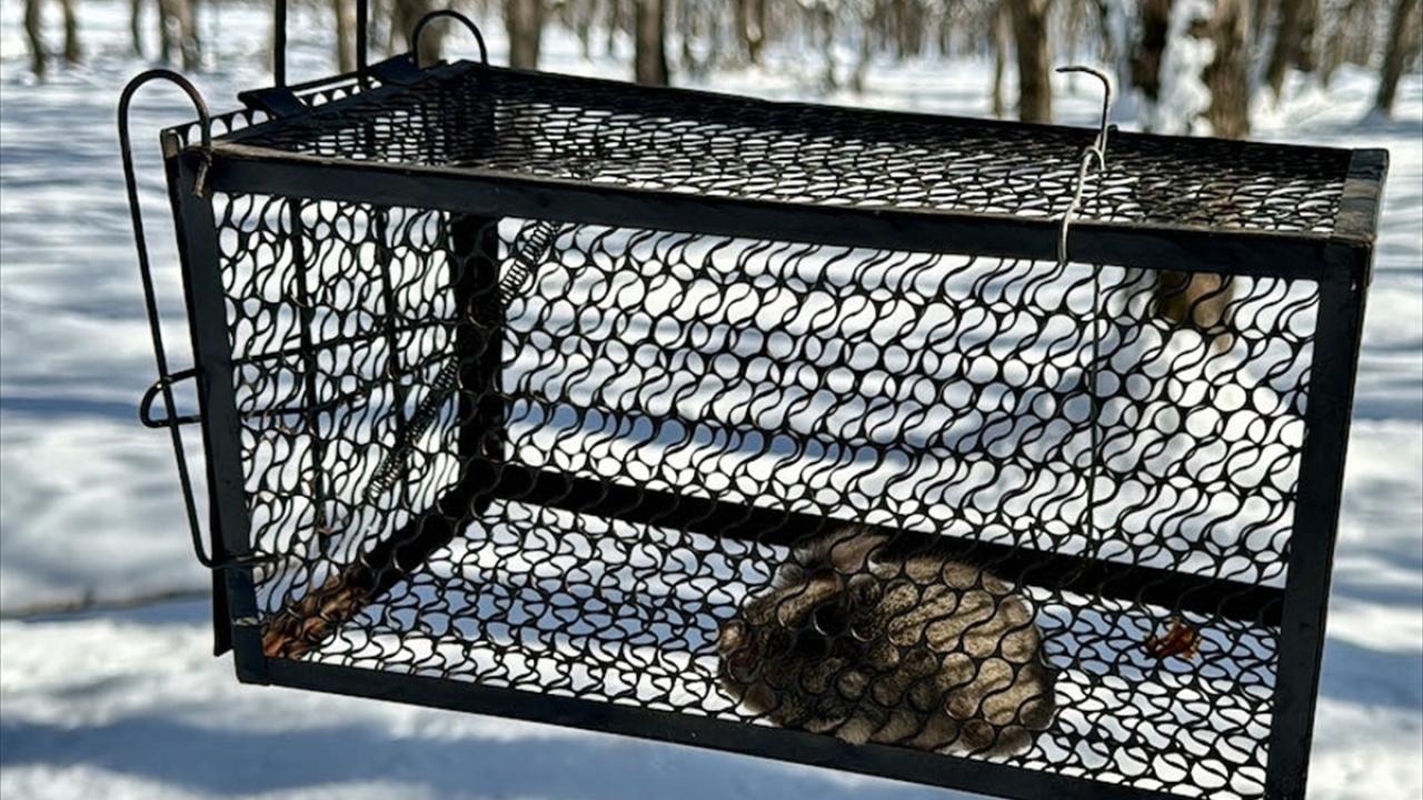 Üniversite binasını yuva edinen yediuyur, kış uykusu için ağaç kovuğuna ...