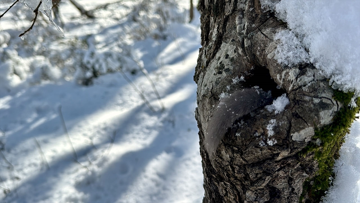 Üniversite binasını yuva edinen yediuyur, kış uykusu için ağaç kovuğuna ...