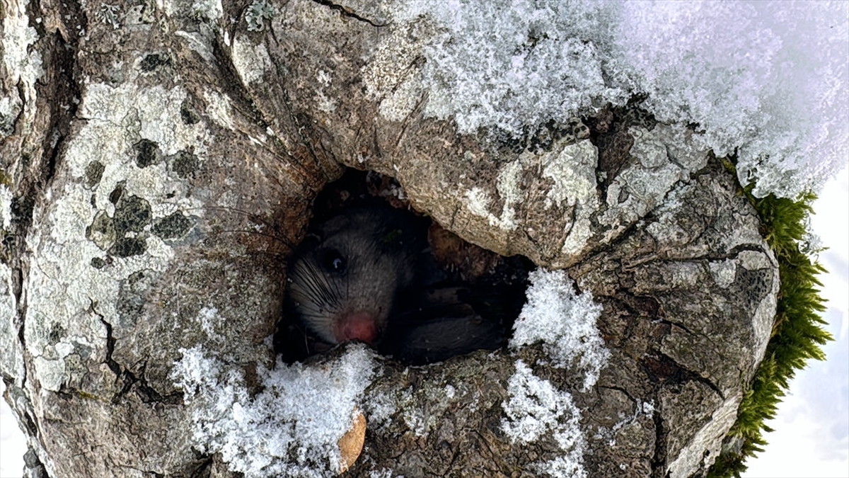 Üniversite binasını yuva edinen yediuyur, kış uykusu için ağaç kovuğuna ...