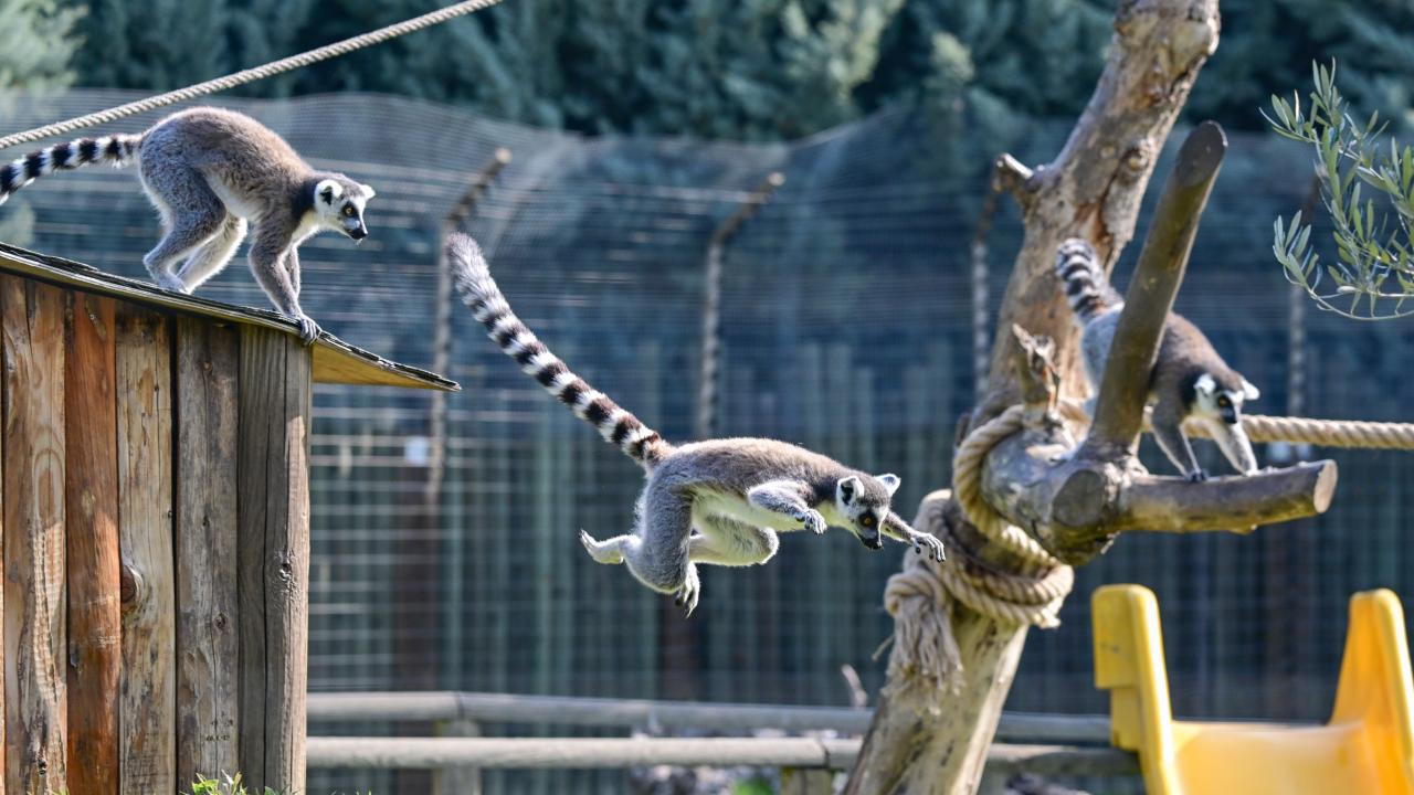 İzmir Doğal Yaşam Parkının sevimli küçük sakinleri 'lemurlar' | TRT ...