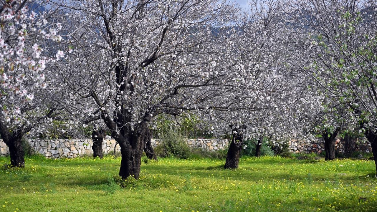 Datça'da badem ağaçları çiçek açtı | TRT Haber Foto Galeri