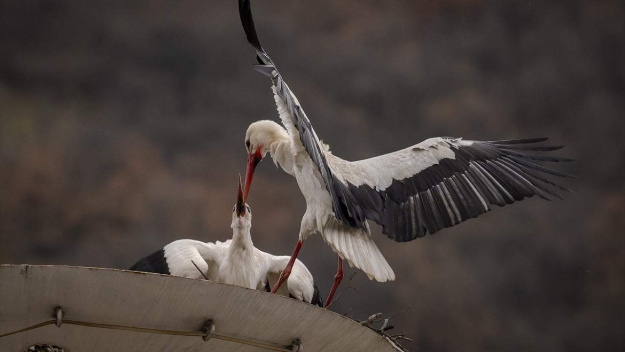 Baharın müjdeleyicisi leylekler başkente geldi | TRT Haber Foto Galeri
