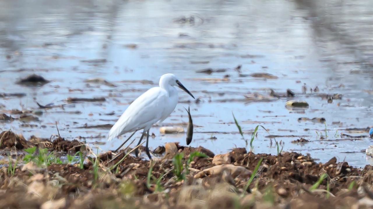 Gaziantep’te kuş türlerinde “bahar” bereketi yaşanıyor | TRT Haber Foto ...