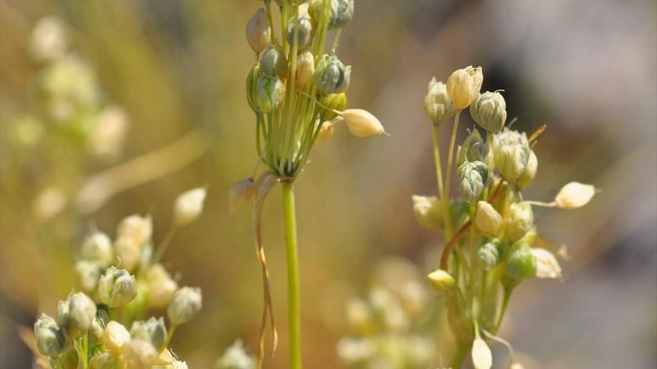 Antalya'da keşfedilen yeni yabani soğan türü literatüre kazandırıldı ...
