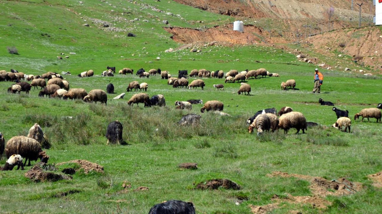 Muş'ta hayvanlar meralara akın ediyor | TRT Haber Foto Galeri