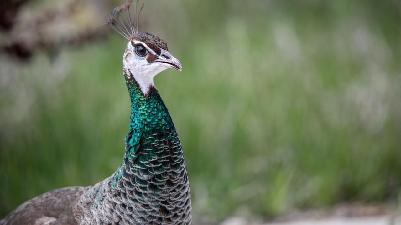 Van'da koruma altındaki tavus kuşlarının sayısının artırılması hedefleniyor | TRT Haber Foto Galeri