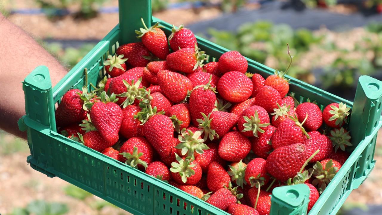 Köyüne döndü, yıllık 40 ton böğürtlen, 25 ton çilek üretiyor | TRT ...