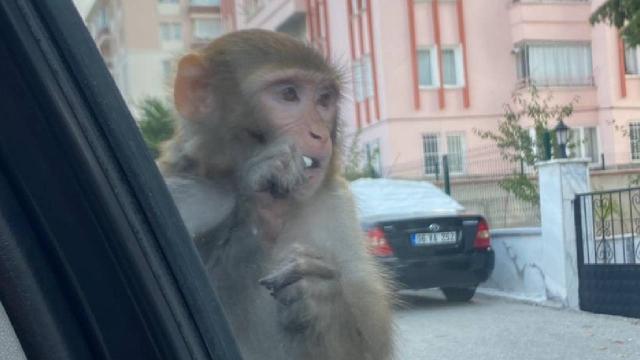 Yüksek irtifa casus balonları: Eski konsept, yeni uygulamalar - Son ...