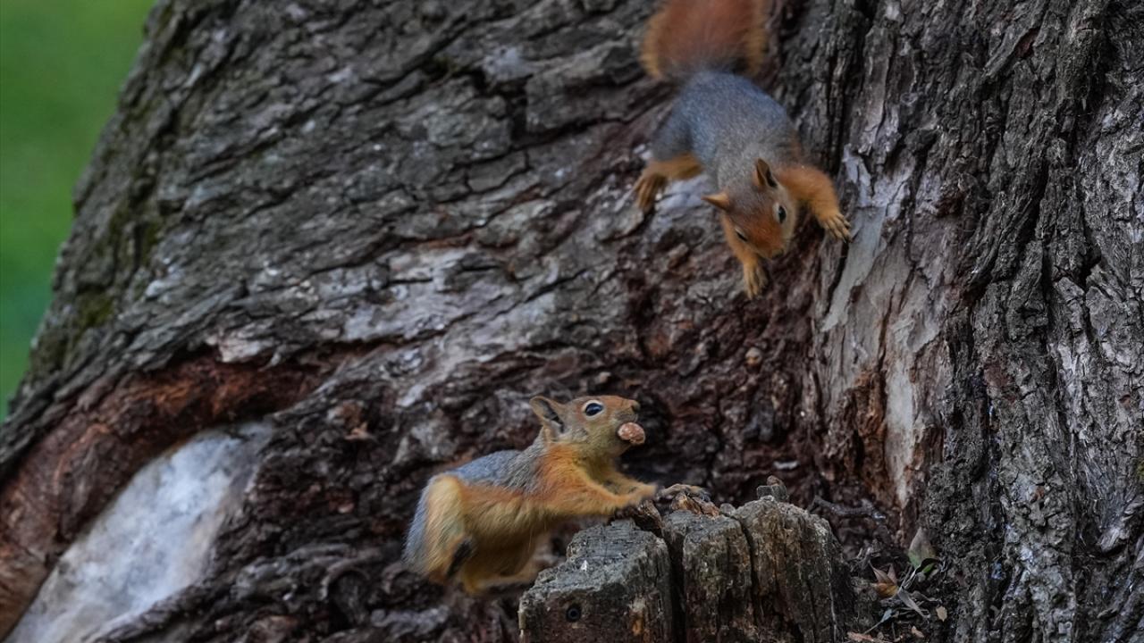 Sincapların sonbahar keyfi | TRT Haber Foto Galeri