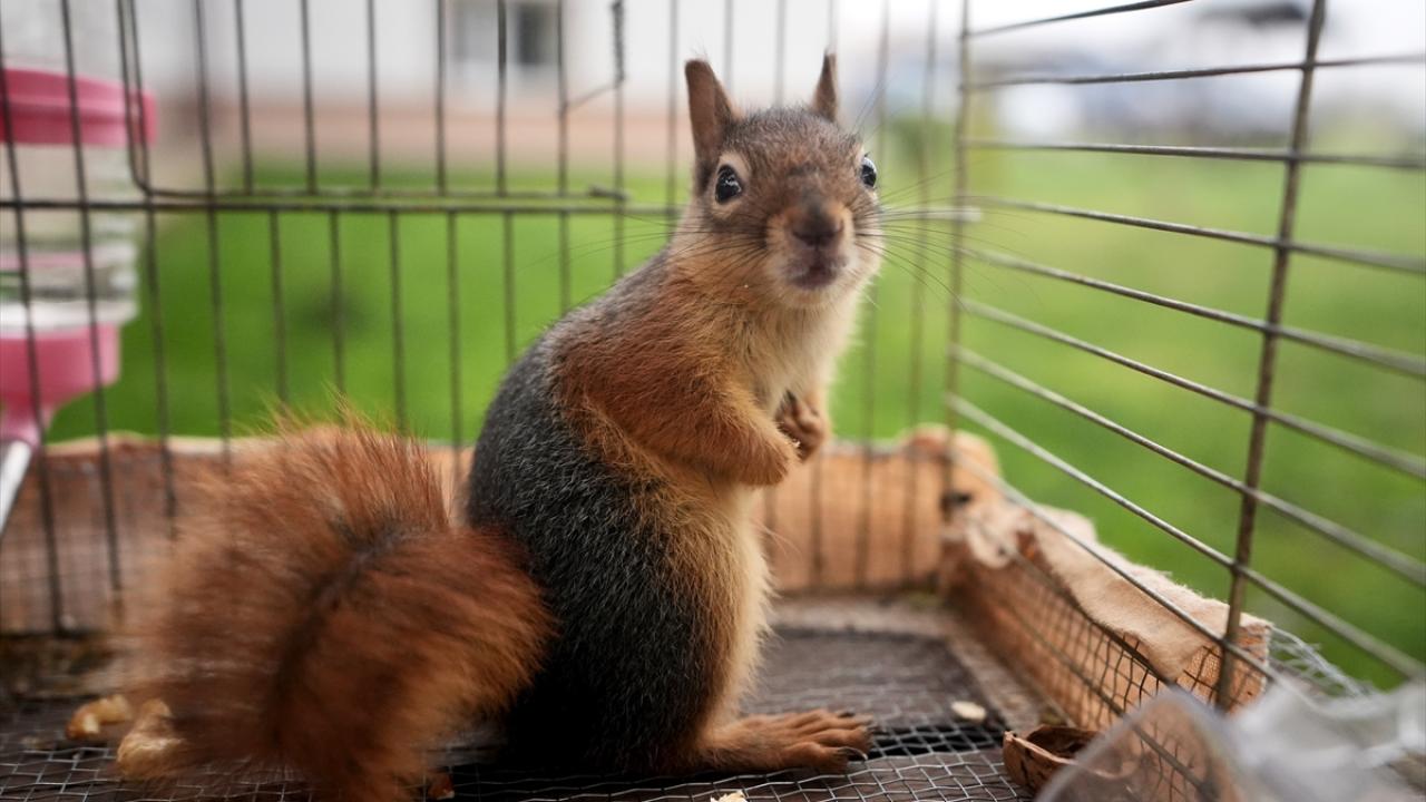Yuvasından düşerek yaralanan sincap yavrusu uzman ellerde iyileştirildi ...