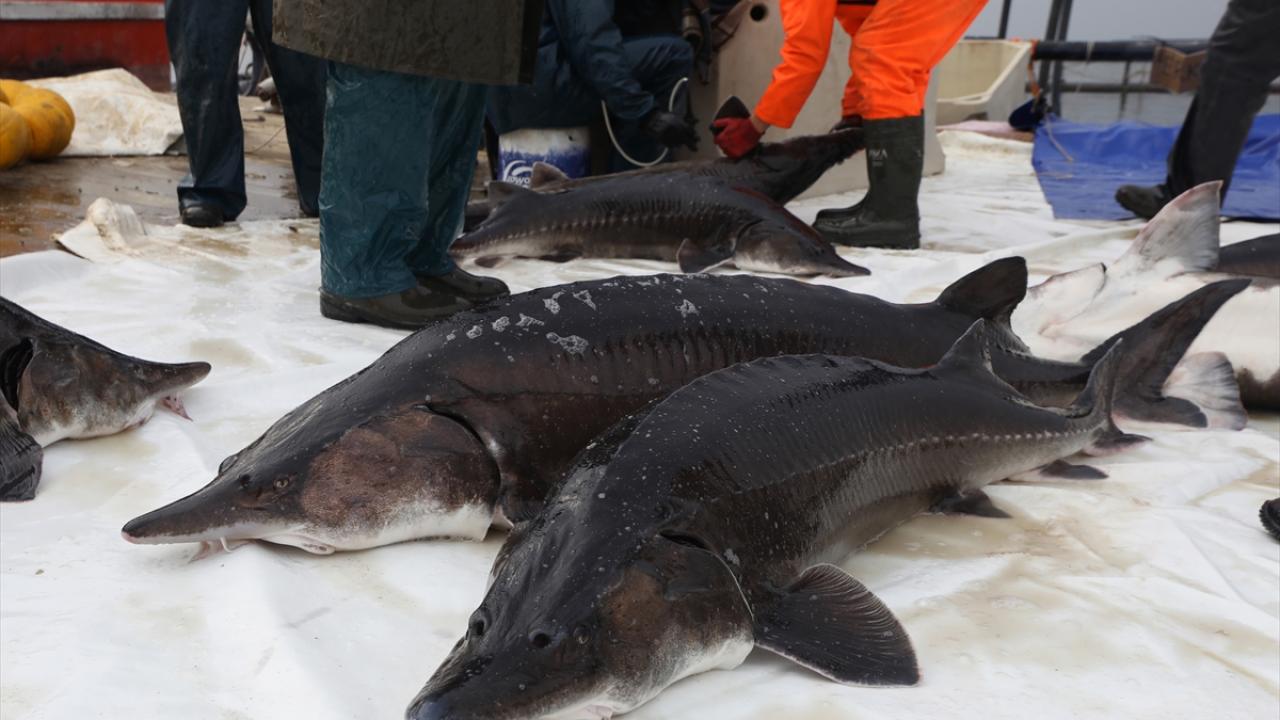 Ultrasonla cinsiyetleri belirlenen mersin balıkları ayrı kafeslerde ...