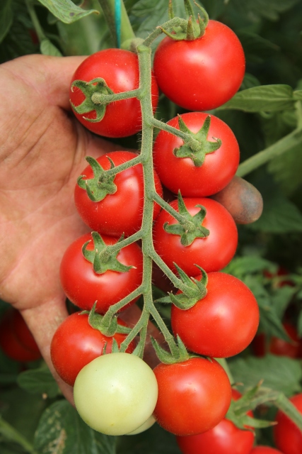 Çeri domates üreticisine kazandırıyor | TRT Haber Foto Galeri
