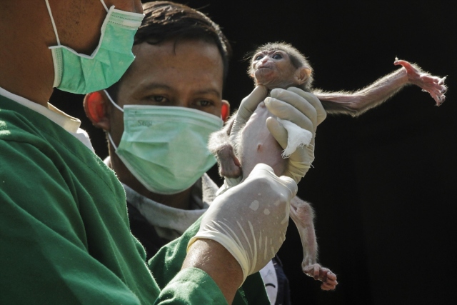 Endonezya'da sezaryen doğumla bir maymun dünyaya geldi | TRT Haber Foto ...
